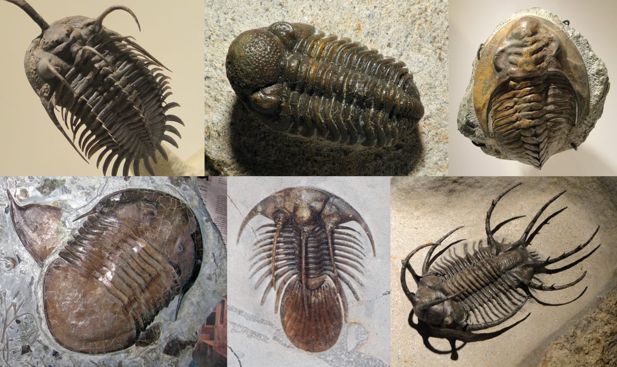 How to Identify Trilobite | Properties, Meaning & Uses