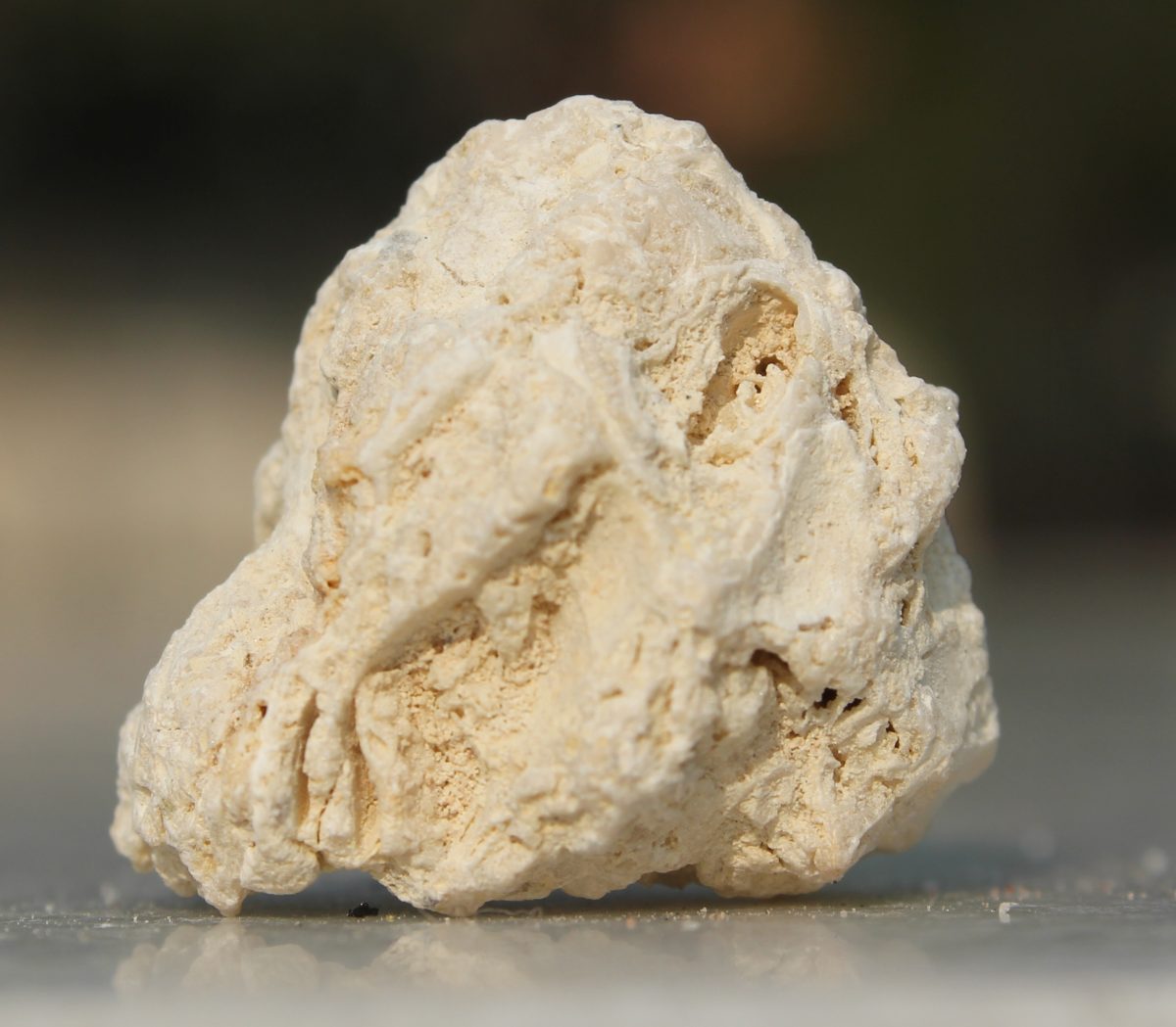 How to Identify Fossiliferous Limestone | Properties, Meaning & Uses
