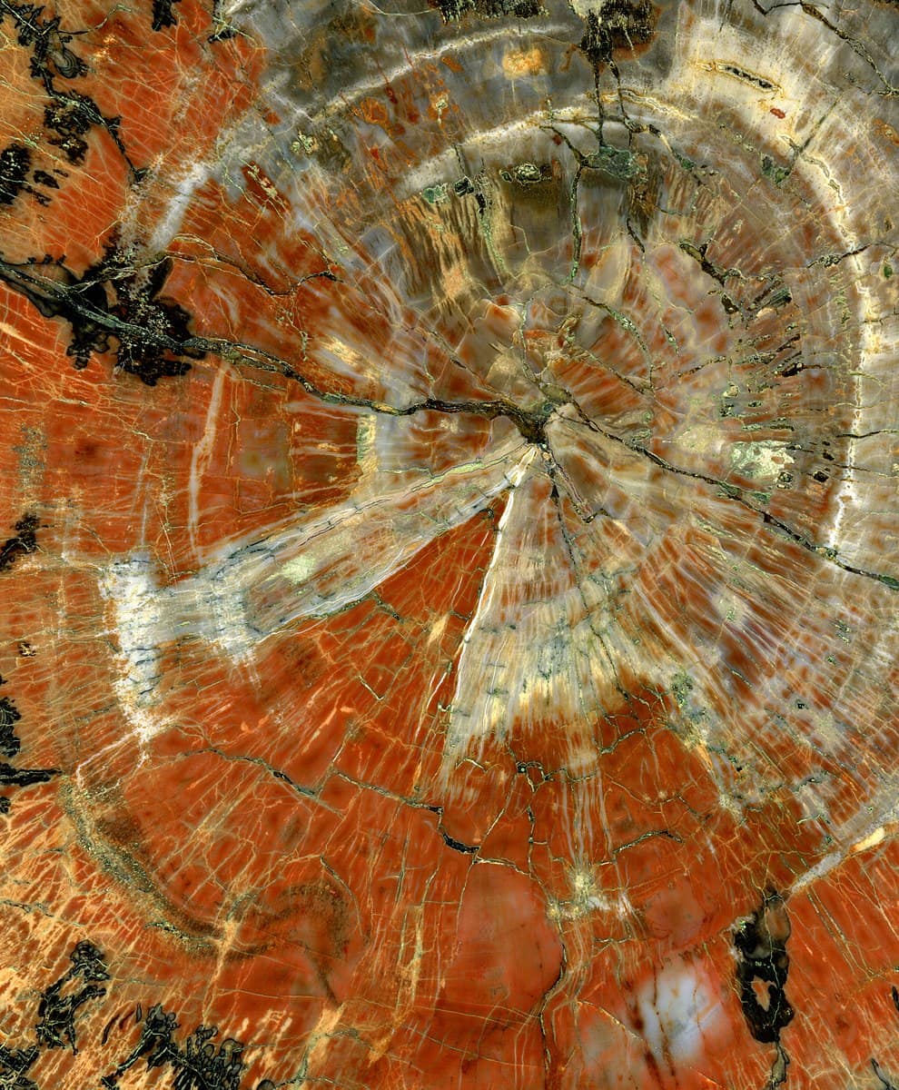 How to Identify Petrified Wood | Properties, Meaning & Uses