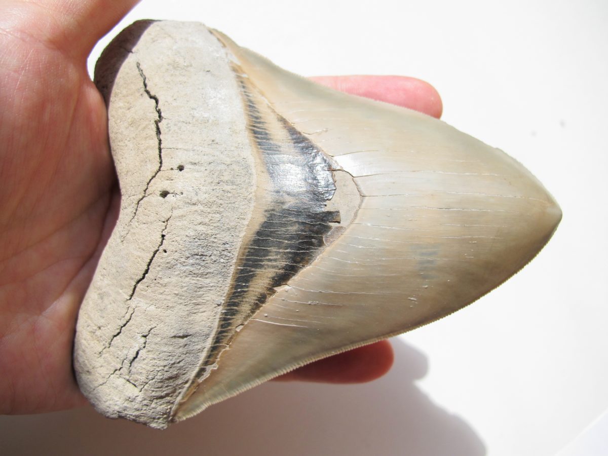 How to Identify Shark Tooth | Properties, Meaning & Uses