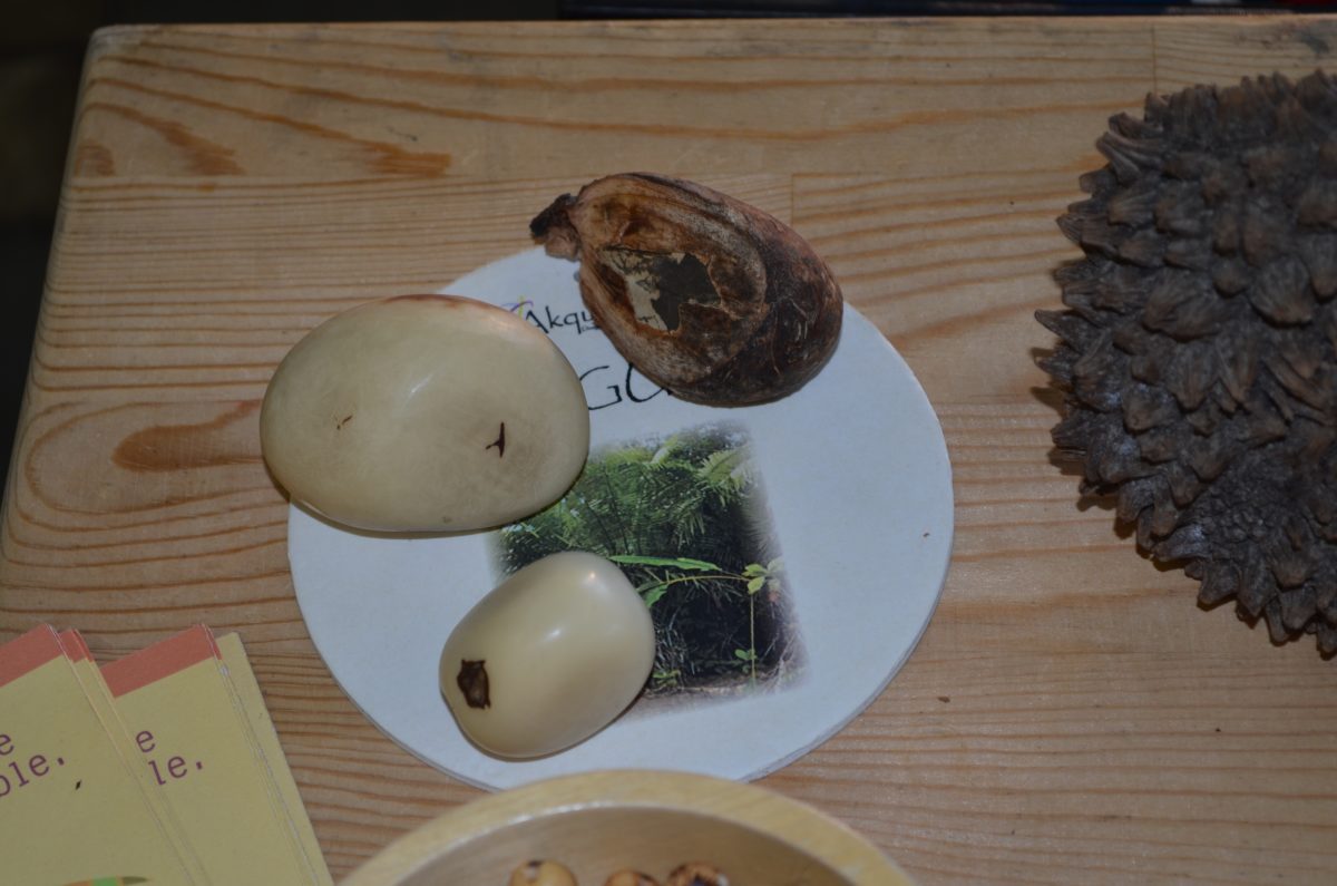 How to Identify Vegetable Ivory | Properties, Meaning & Uses